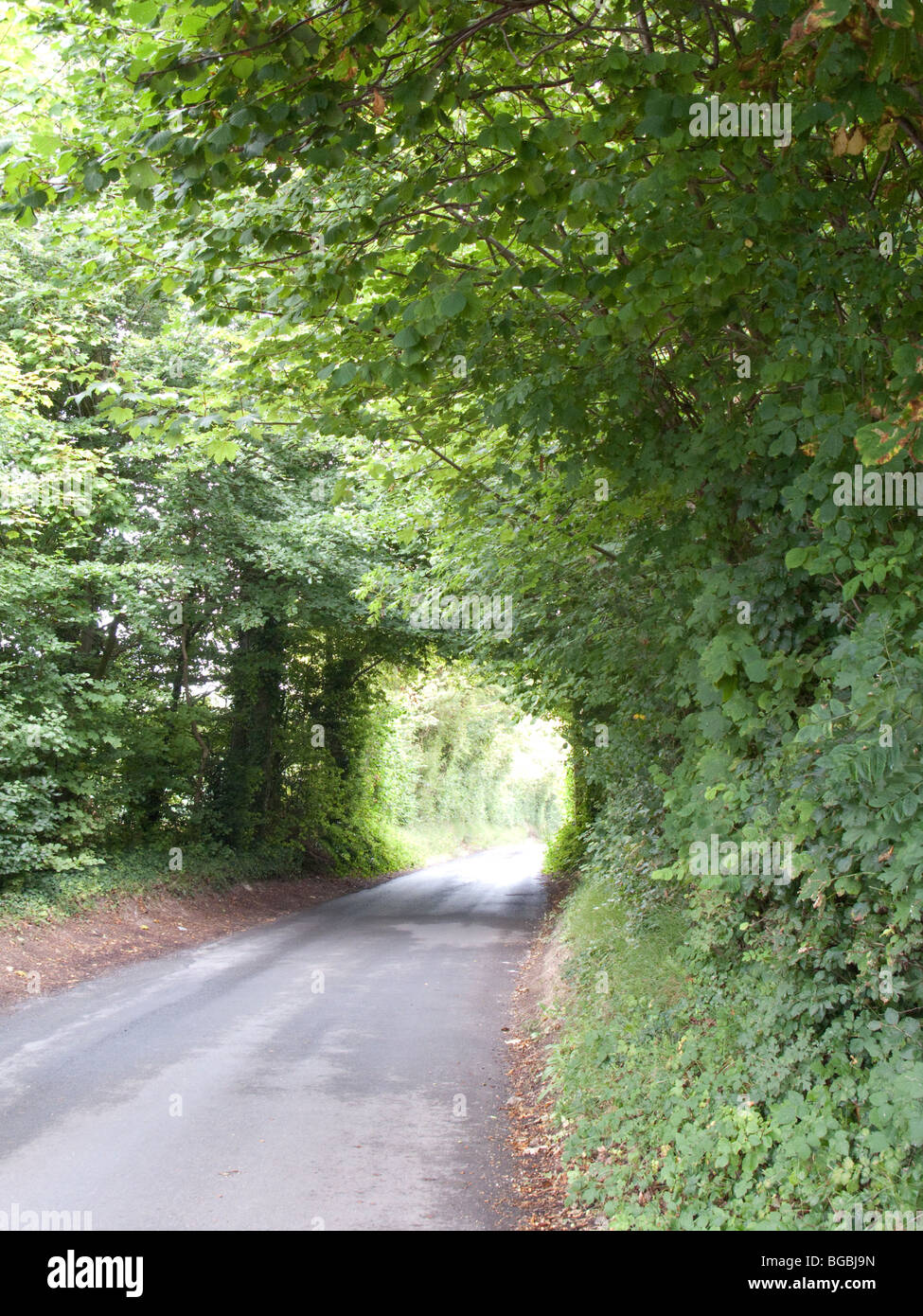 Tree lined Scottish country road Stock Photo - Alamy