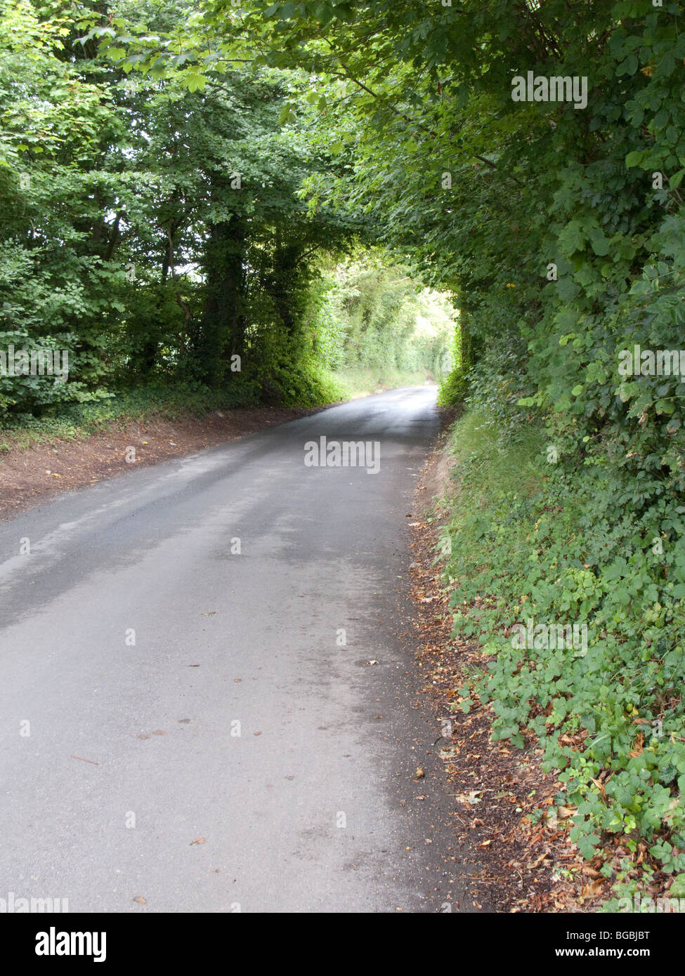 Tree lined country road, Scottish Borders Stock Photo - Alamy