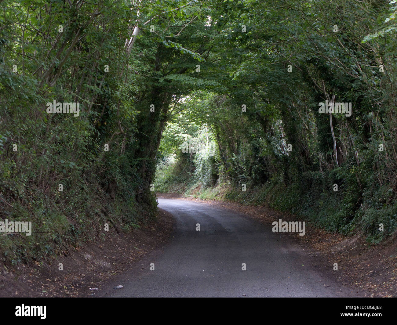 Tree lined Scottish country road Stock Photo - Alamy