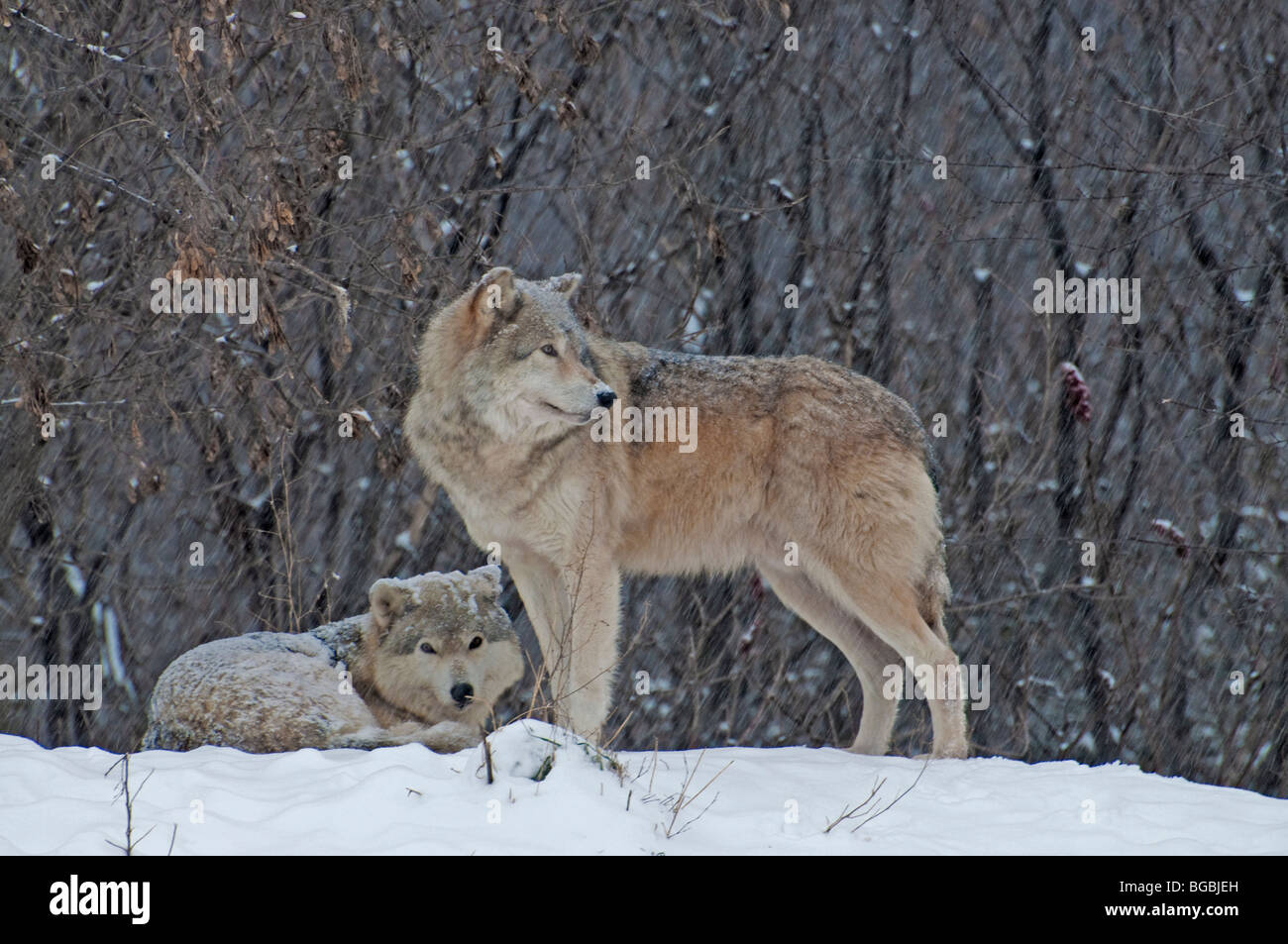 Grey wolves timber wolves canis hi-res stock photography and images - Alamy