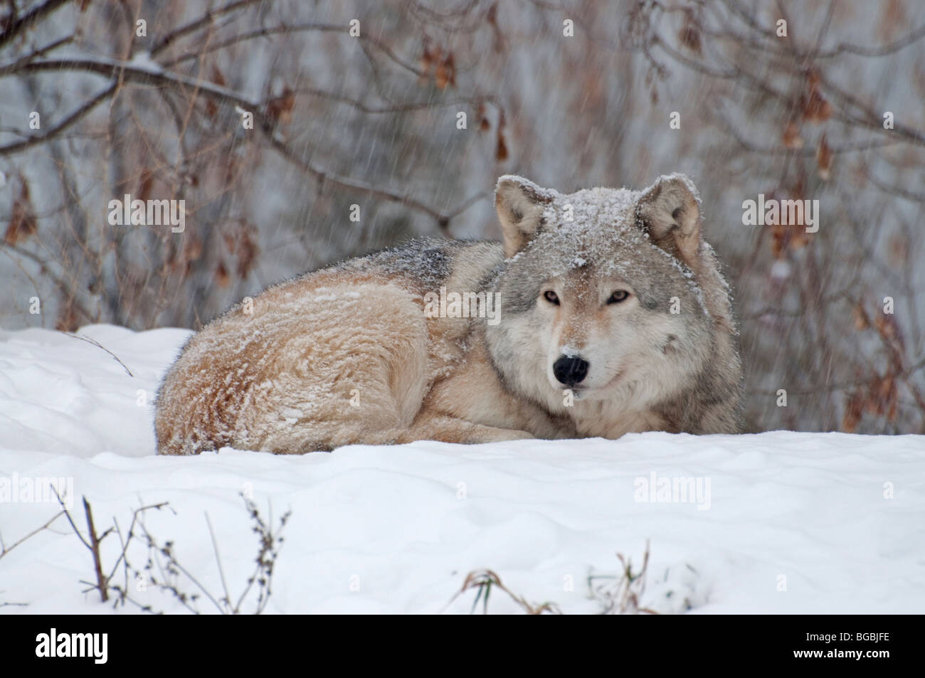 Timber Wolf in a snowstorm Stock Photo - Alamy