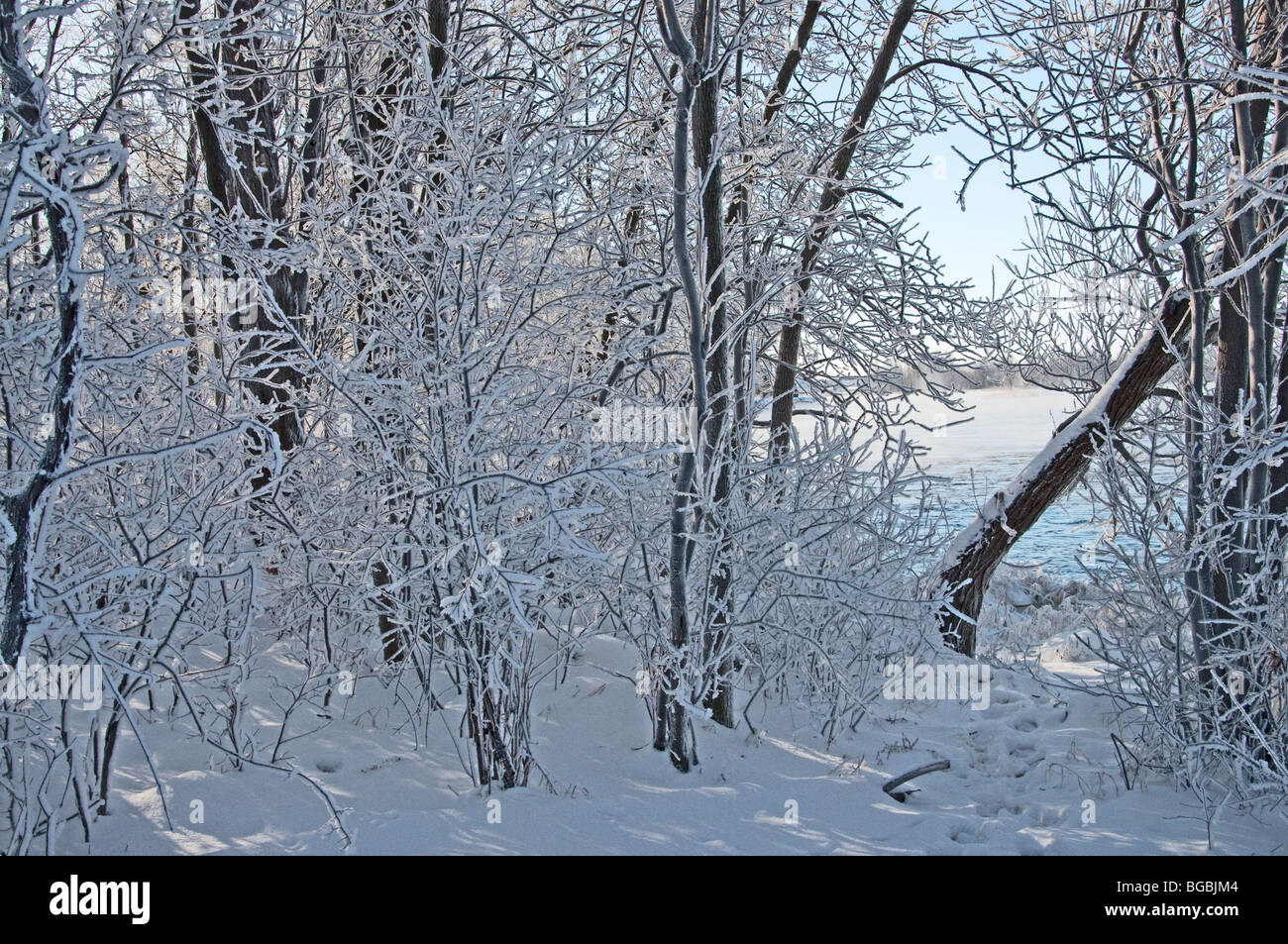 Snow on trees by the Ottawa River Stock Photo - Alamy