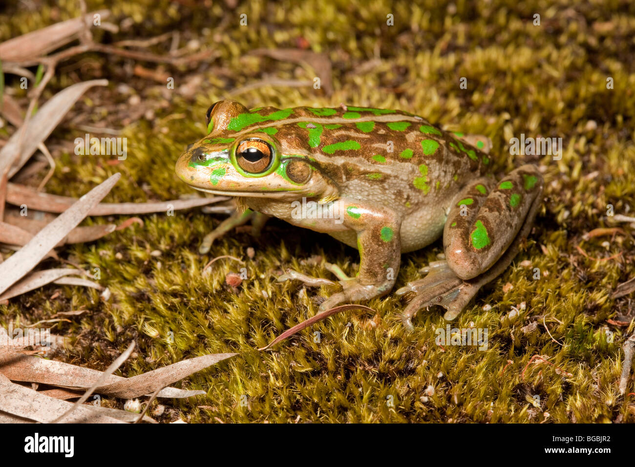 Motorbike Frog, Litoria moorei, Pemberton, Western Australia Stock ...