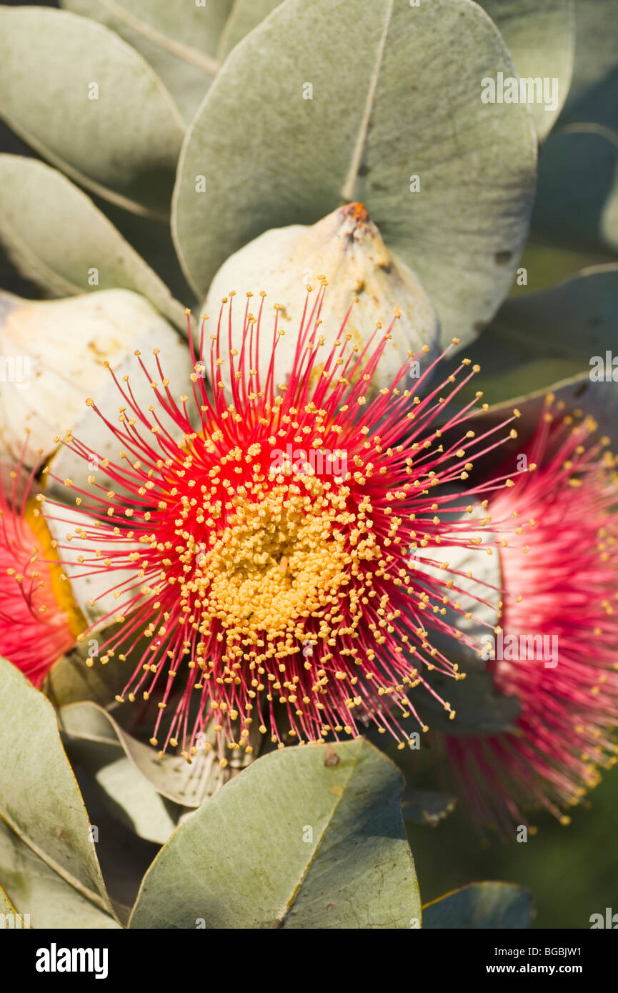 Eucalyptus macrocarpa flower Stock Photo - Alamy