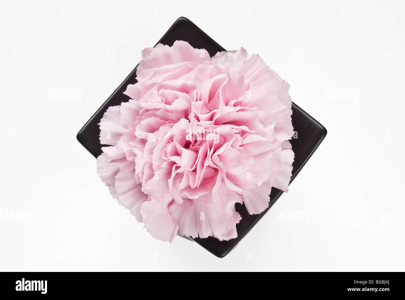 One Pink Carnation topview Stock Photo - Alamy