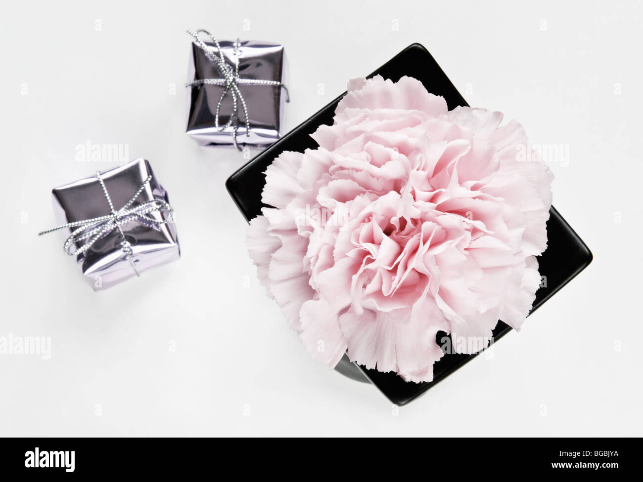 Pink Carnation still life Stock Photo - Alamy