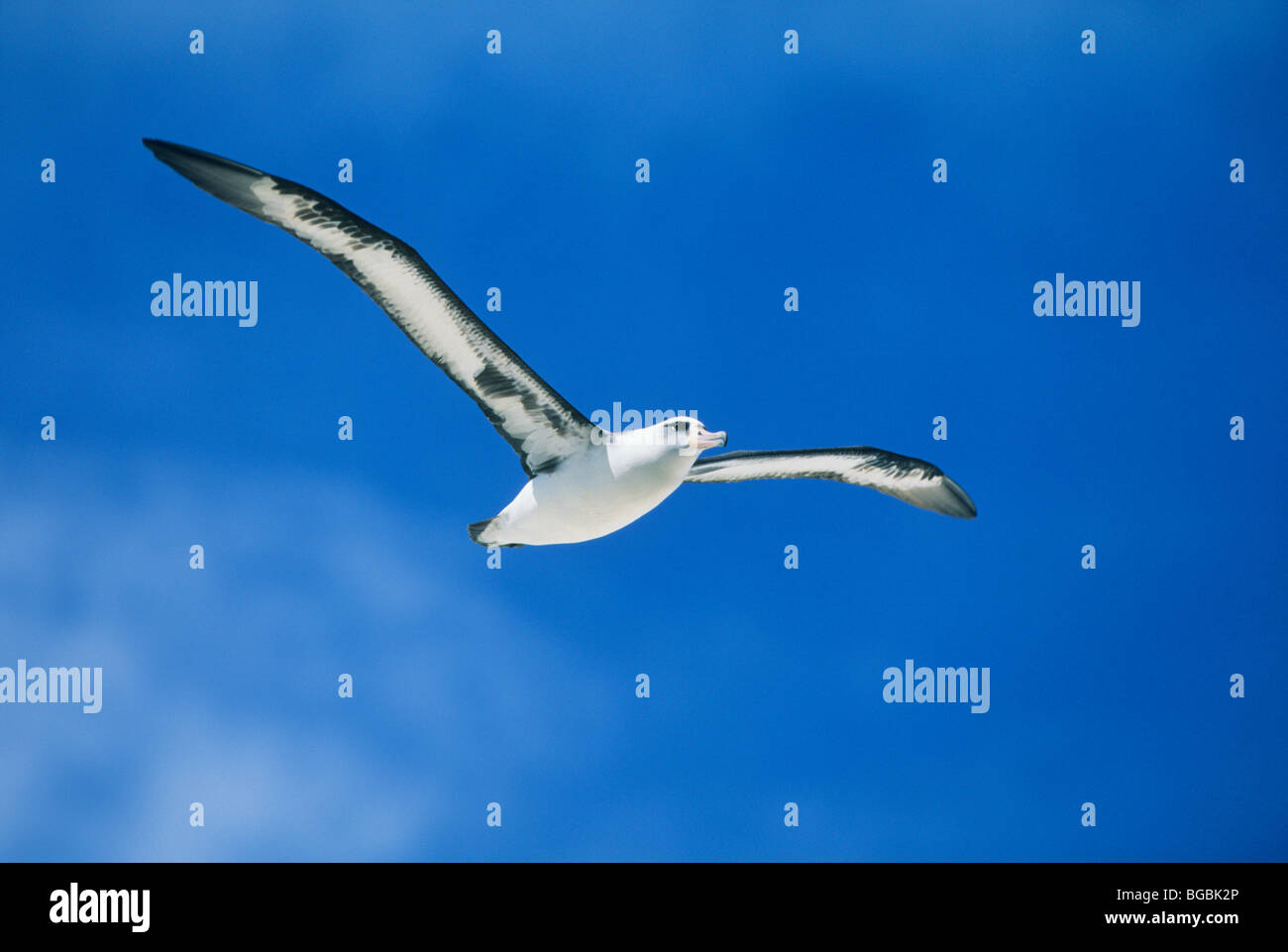 Diomedea immutabilis hi-res stock photography and images - Alamy