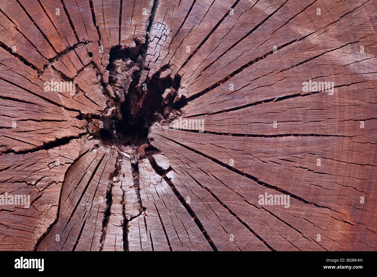 Karri tree hi-res stock photography and images - Alamy