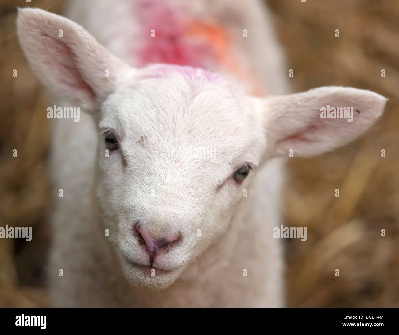Sheep head closeups hi-res stock photography and images - Alamy