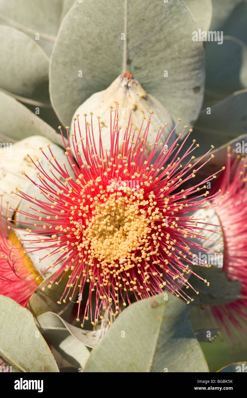 Eucalyptus macrocarpa flower Stock Photo - Alamy