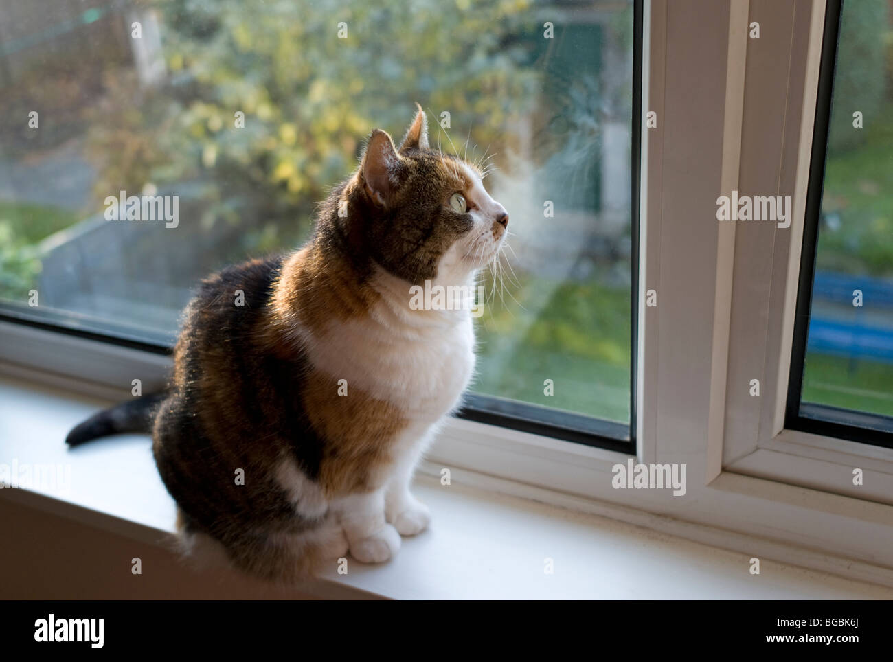 Cat on window sill Stock Photo - Alamy