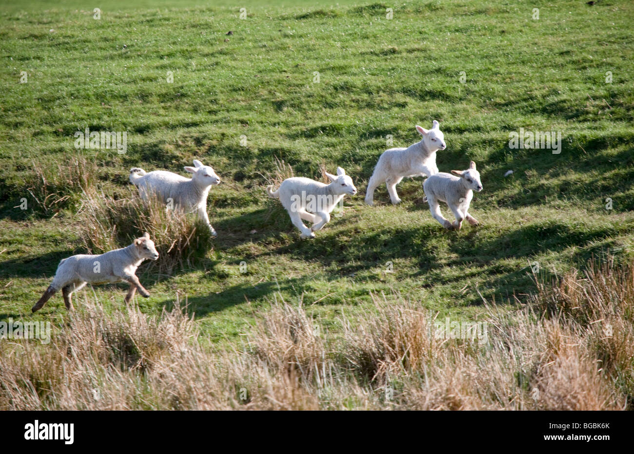 Crops days farms fields hi-res stock photography and images - Alamy