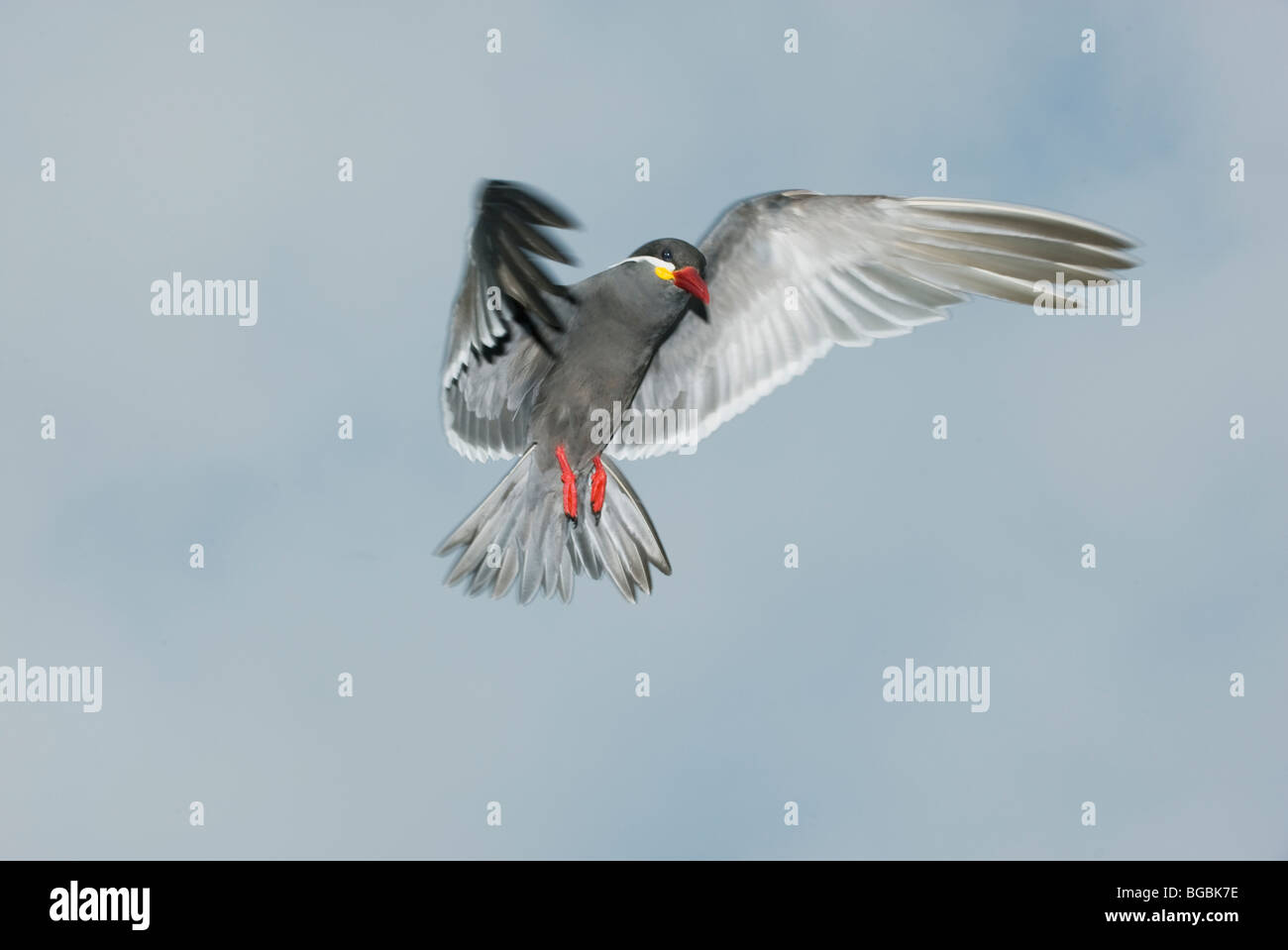 Inca Tern (Larosterna inca) WILD, In Flight, Pucusana, PERU Stock Photo ...