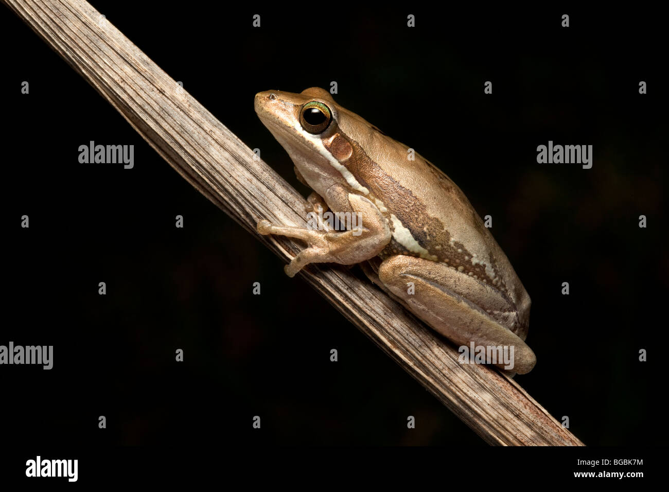 Litoria adelaidensis hi-res stock photography and images - Alamy
