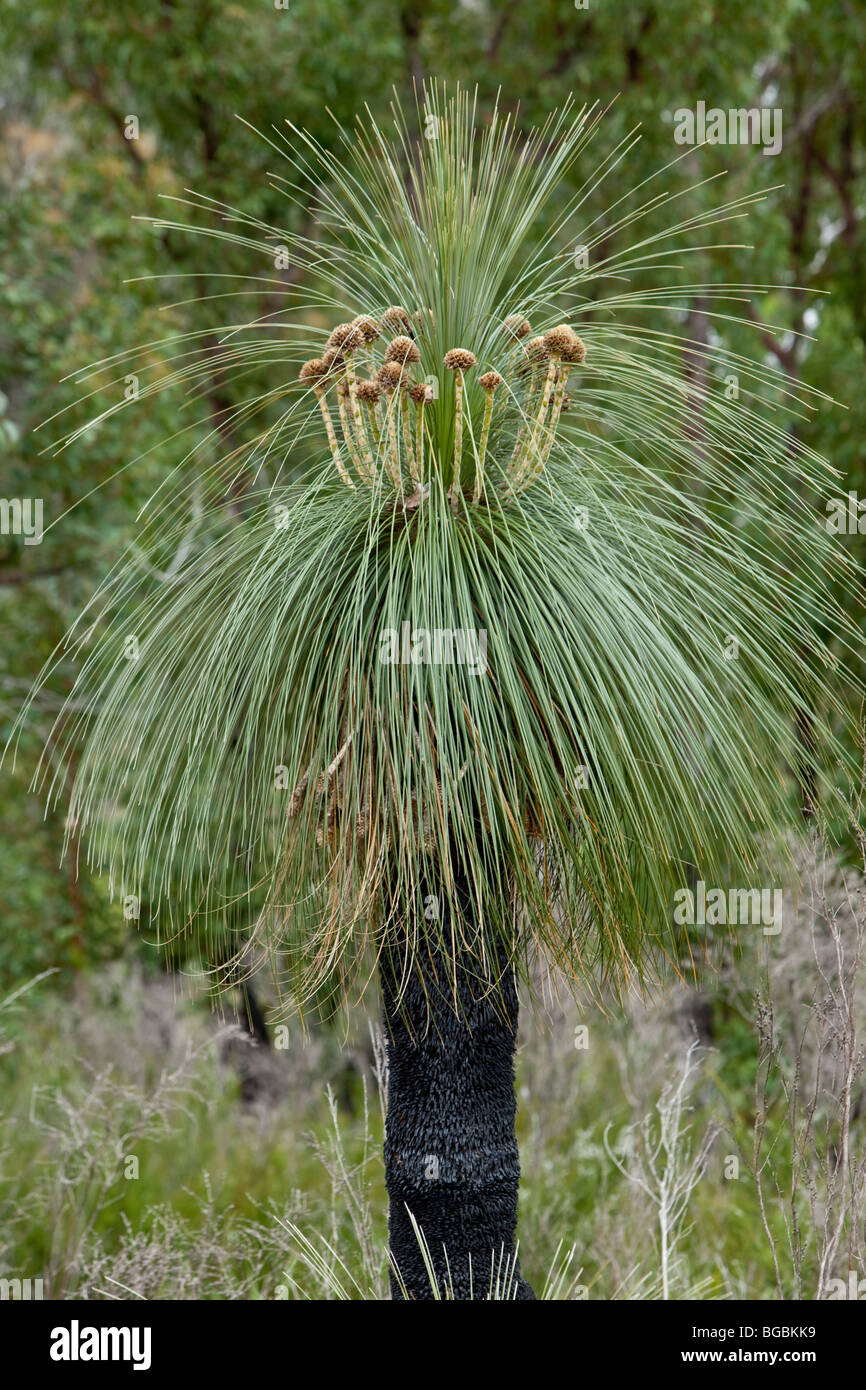 Kingia australis hi-res stock photography and images - Alamy