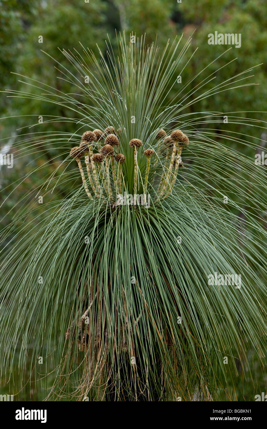 Western australis hi-res stock photography and images - Alamy