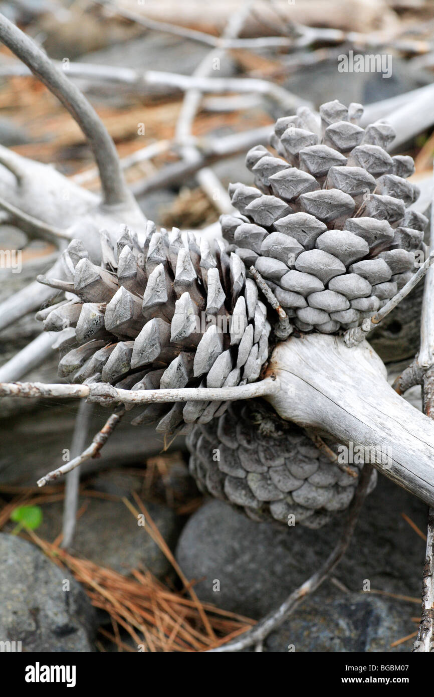 Attached pine cones hi-res stock photography and images - Alamy