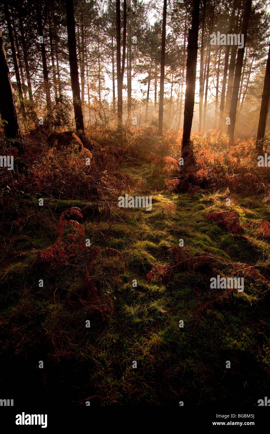 Dunwich forest hi-res stock photography and images - Alamy