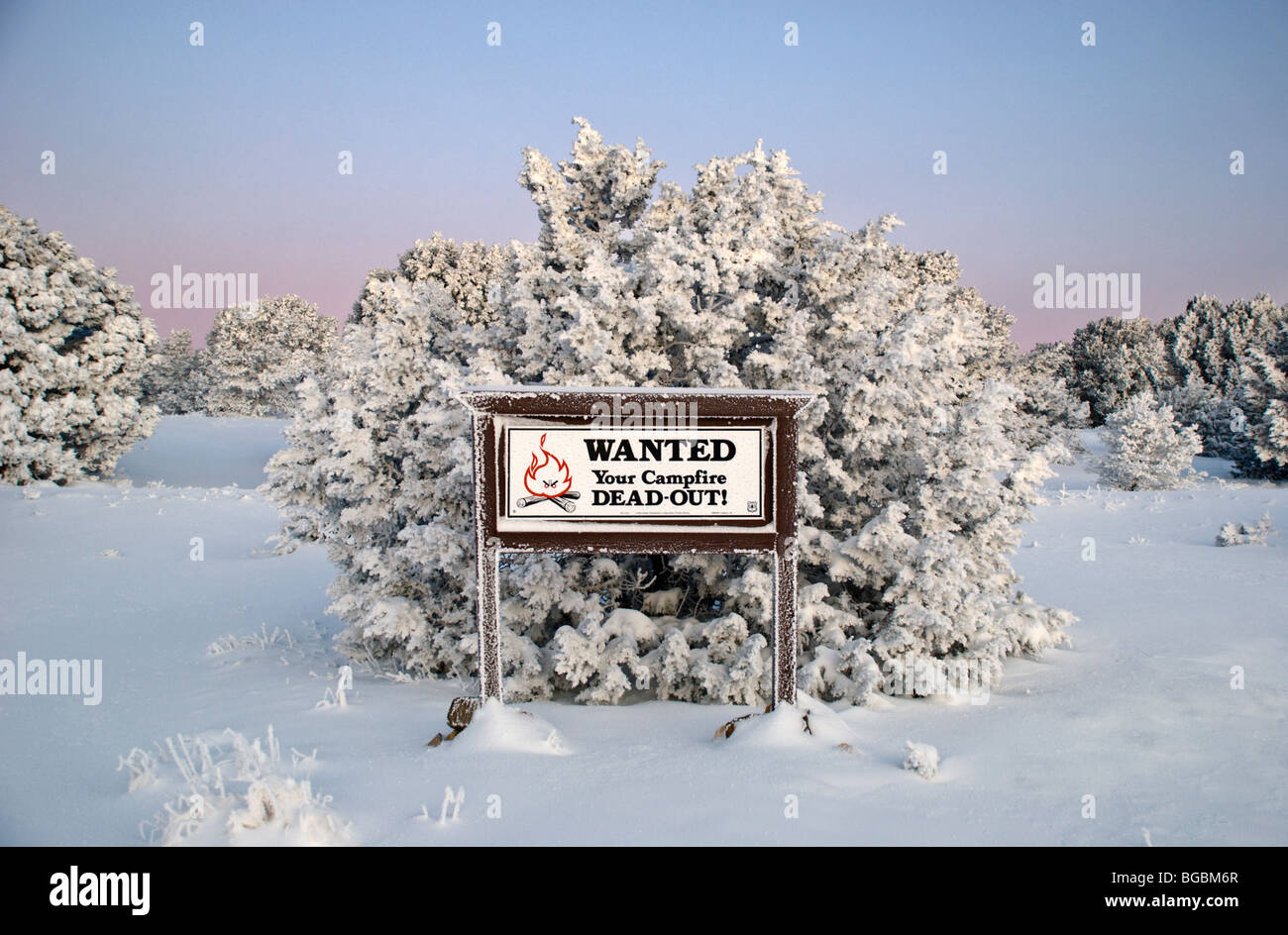 Dead tree in snow usa hi-res stock photography and images - Alamy