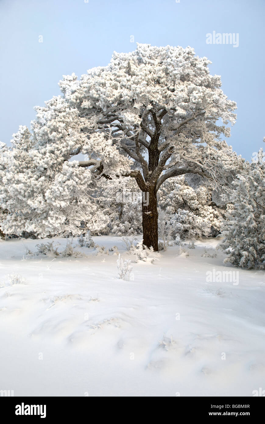 Pinon pine new mexico hi-res stock photography and images - Alamy