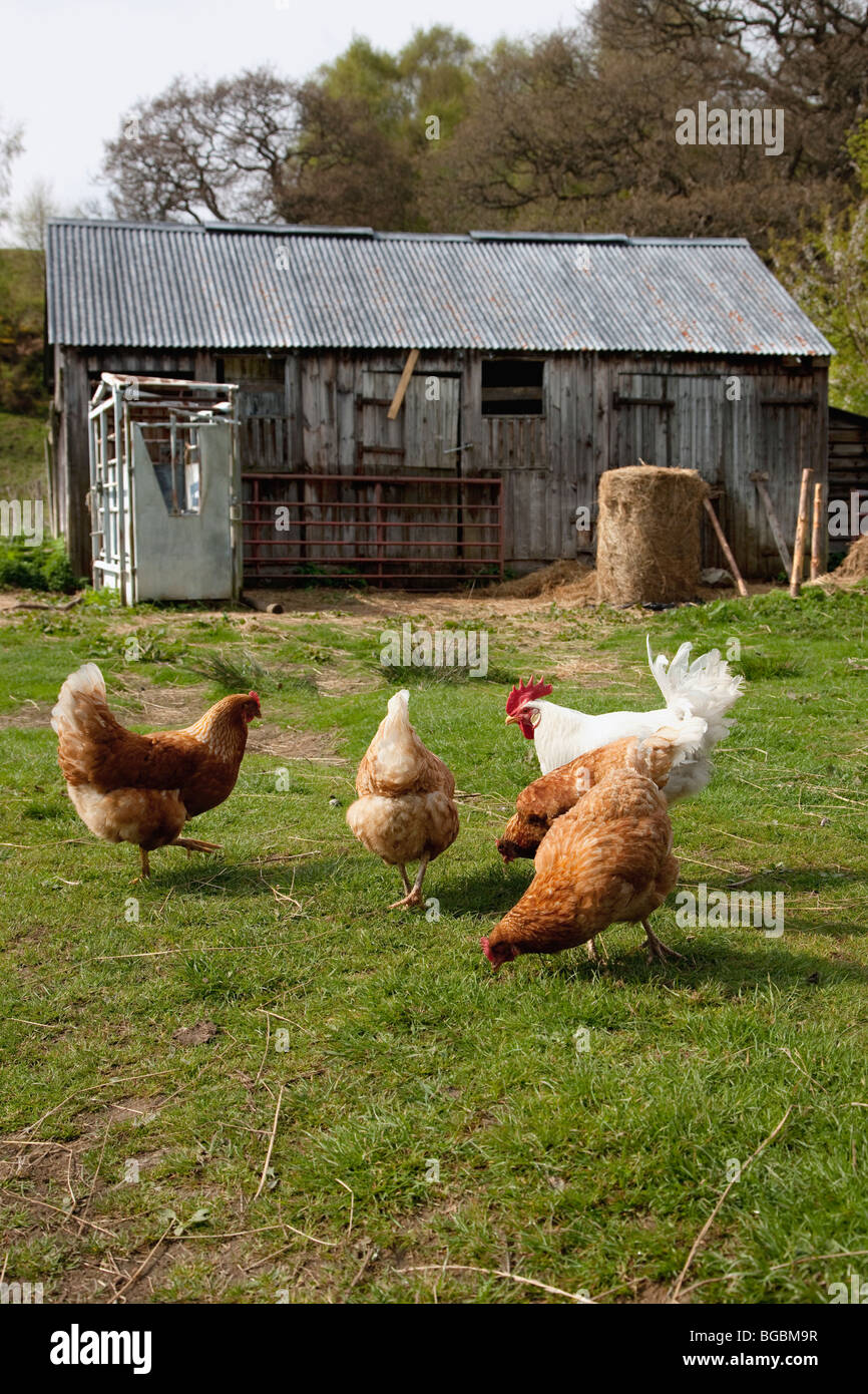 Chicken barn fields hi-res stock photography and images - Alamy