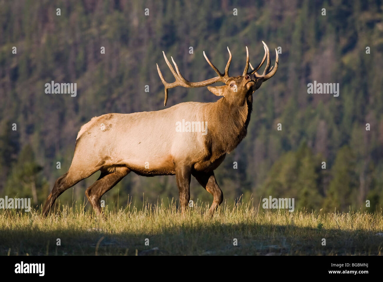 Bull Elk display and aggression during the annual rut Stock Photo - Alamy