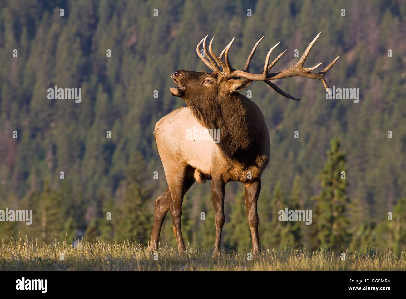 Bull Elk display and aggression during the annual rut Stock Photo - Alamy