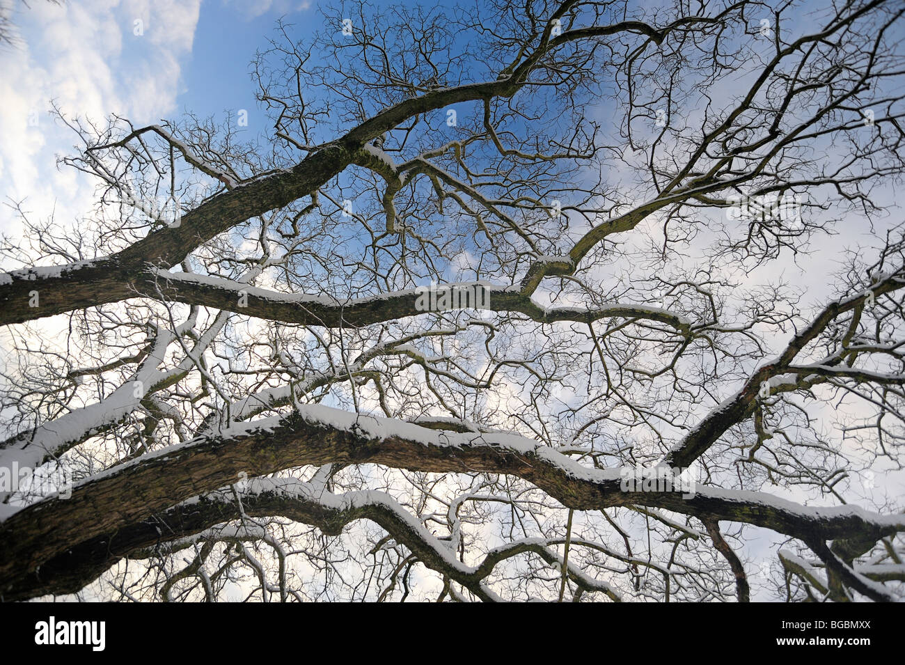 Branches in the snow branch hi-res stock photography and images - Alamy