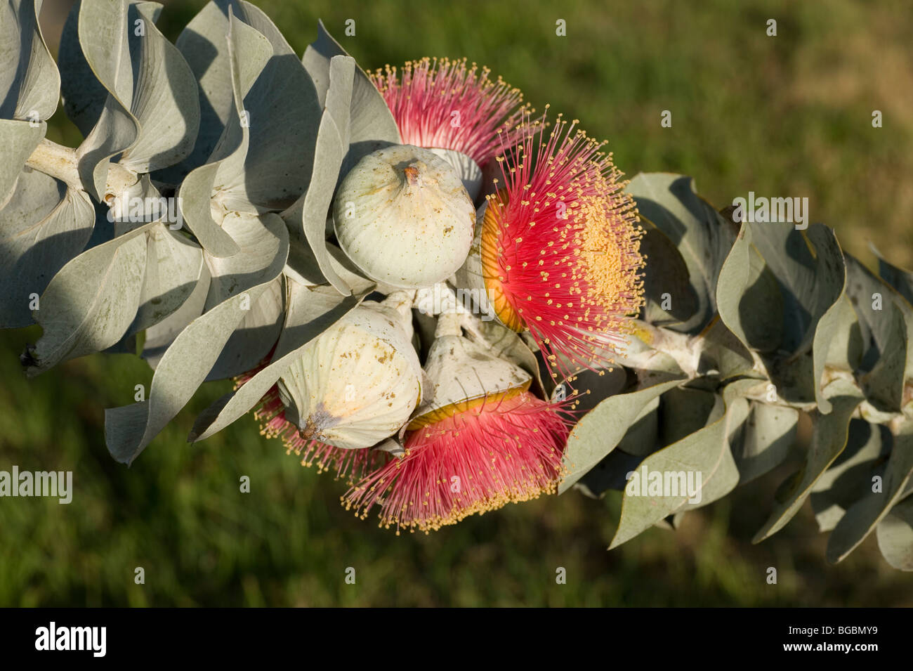 Eucalyptus macrocarpa flower Stock Photo - Alamy