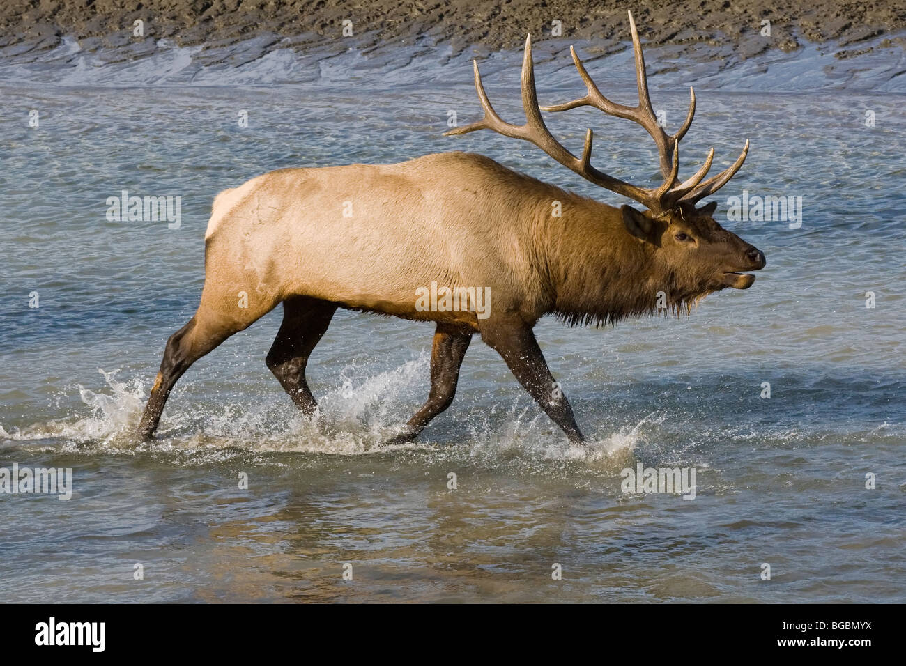 charging Bull Elk display and aggression during the annual rut Stock ...