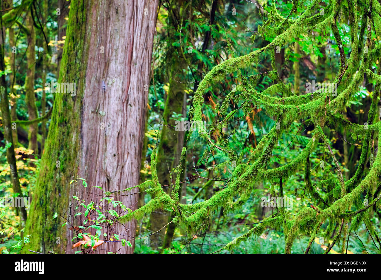 Rainforest in Goldstream Provincial Park, Victoria British Columbia ...