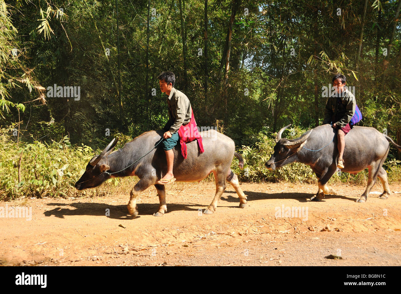 Ride water buffalo hi-res stock photography and images - Alamy