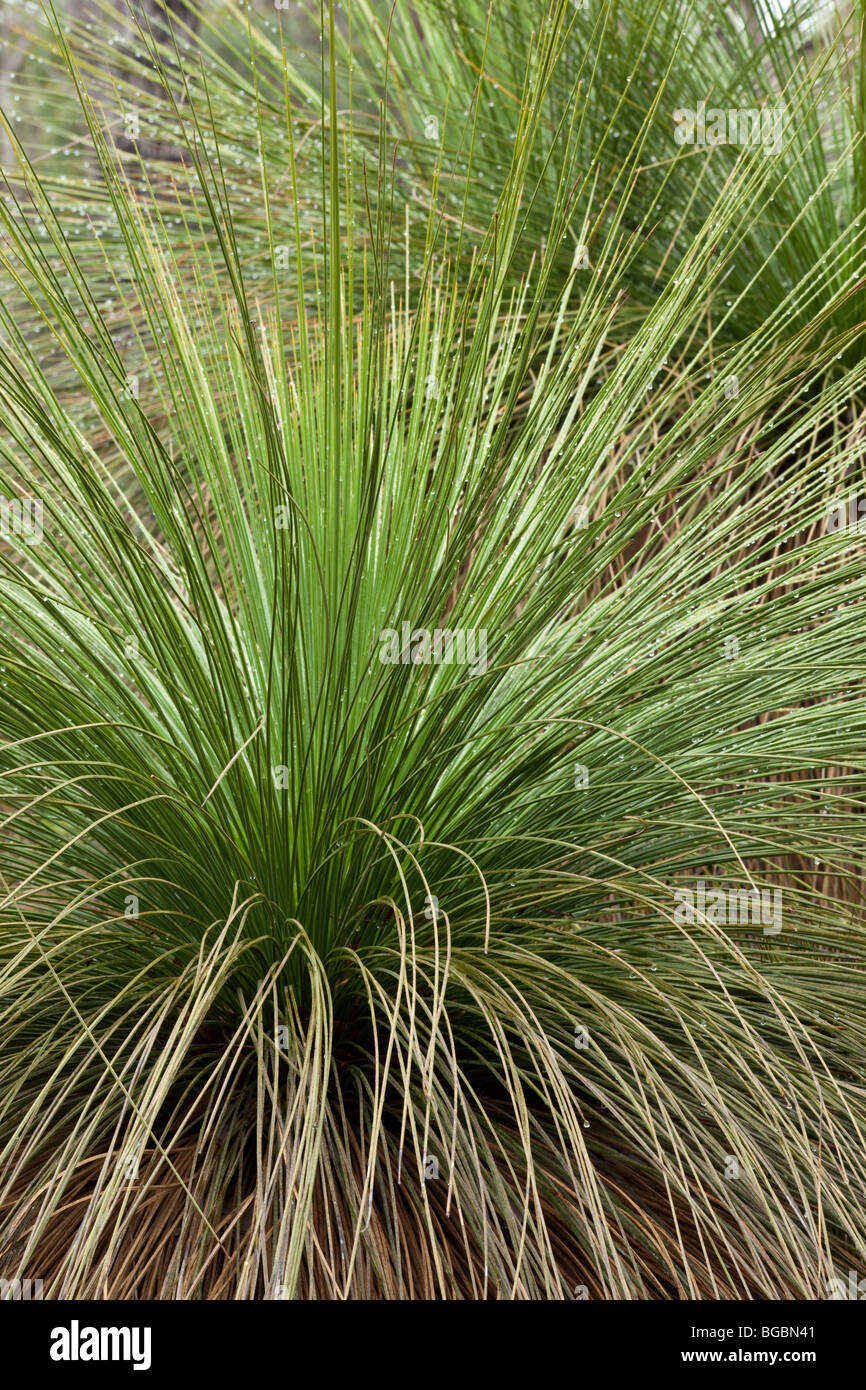 Xanthorrhoea hi-res stock photography and images - Alamy