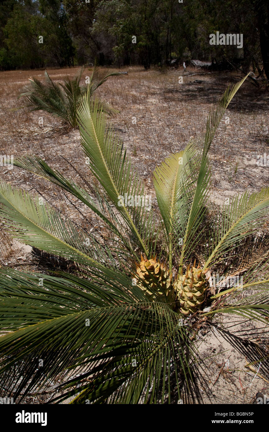 Australian cycad hi-res stock photography and images - Alamy