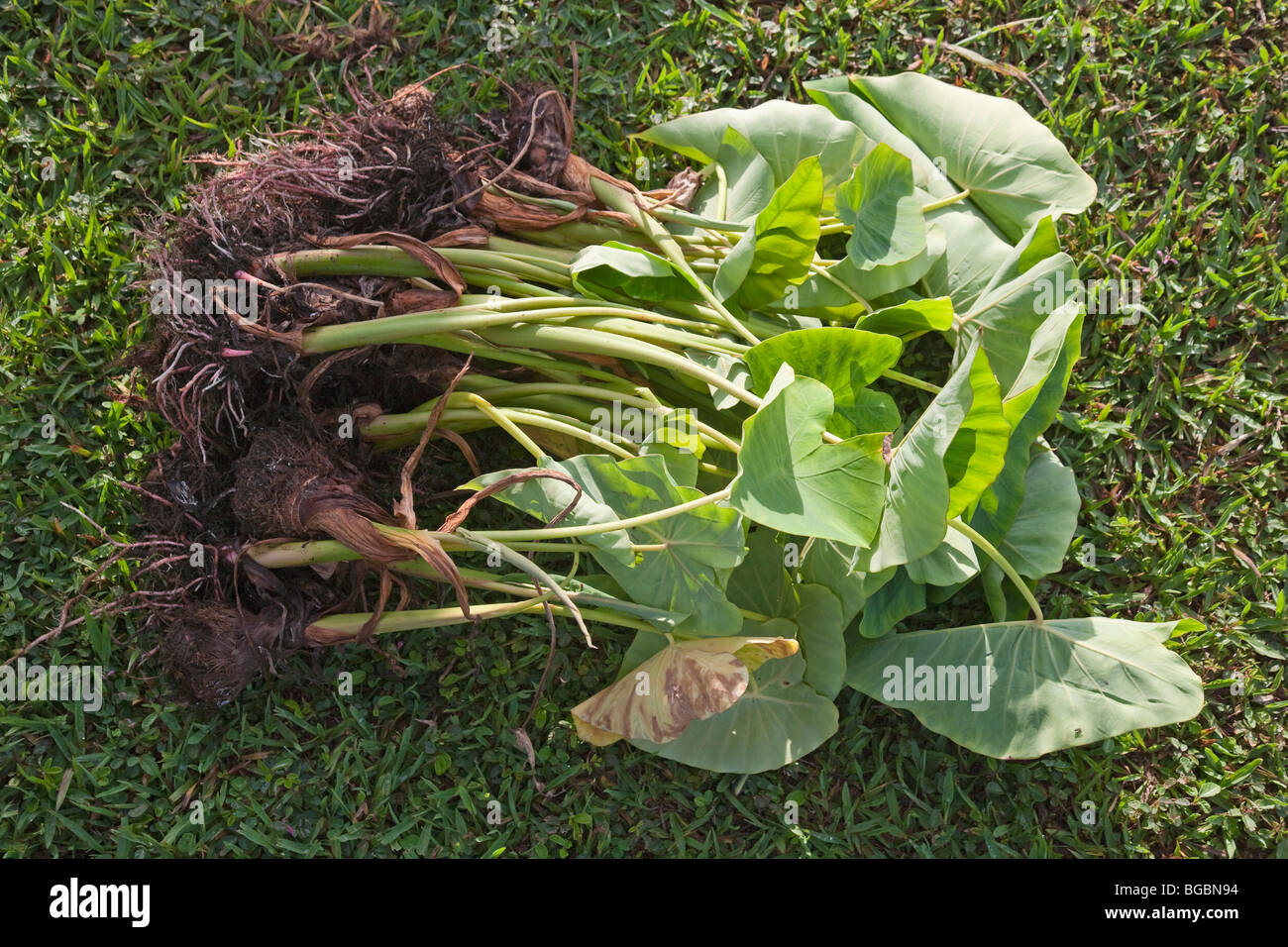 Taro ready for planting Stock Photo - Alamy