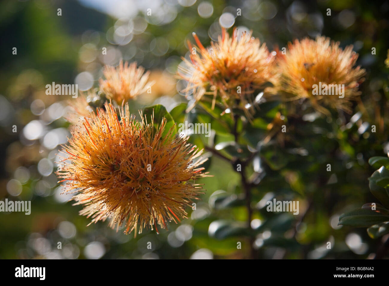 Ohia lehua blossom hi-res stock photography and images - Alamy