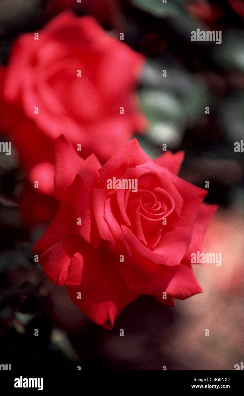 Rose in the shade hi-res stock photography and images - Alamy