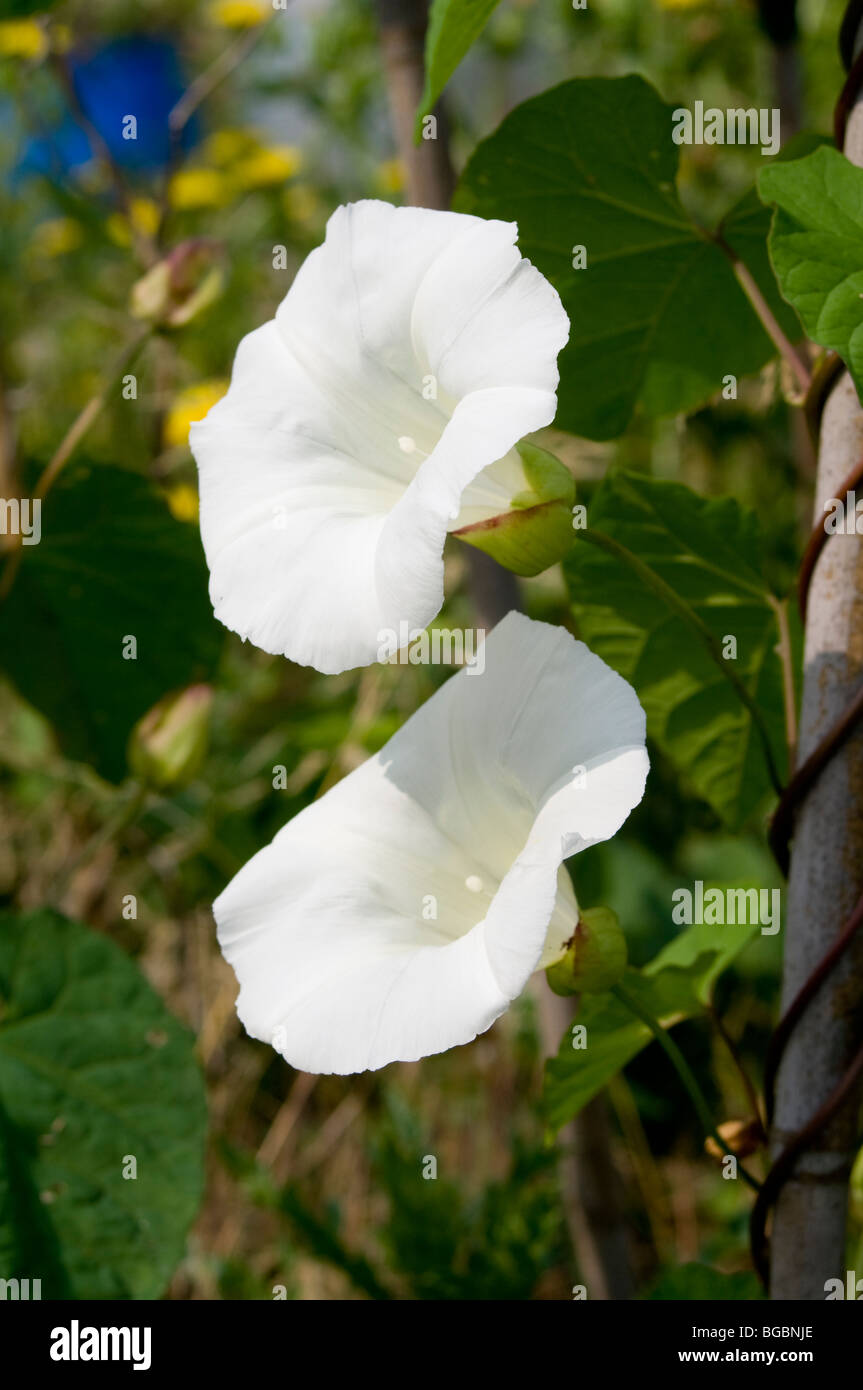 Bind weed flower hi-res stock photography and images - Alamy