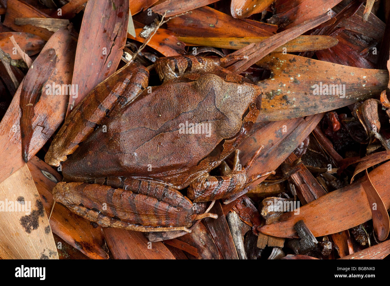 Frog camouflage amphibian hi-res stock photography and images - Alamy