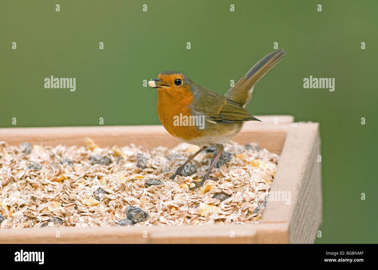 Robin on bird table with food Stock Photo - Alamy