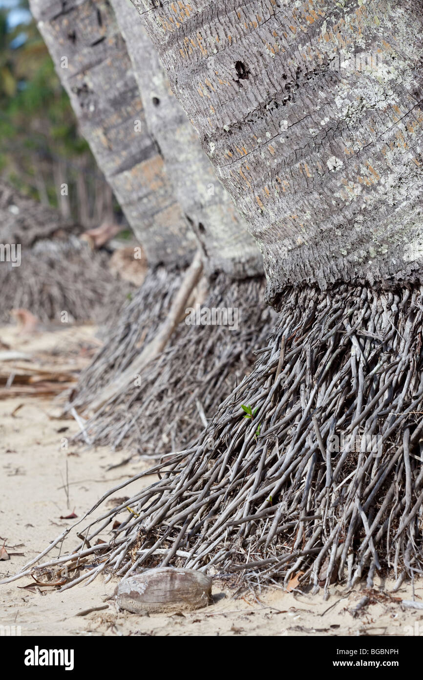 Coconut palms, trunks, Milsson Beach, Queensland, Australia Stock Photo ...