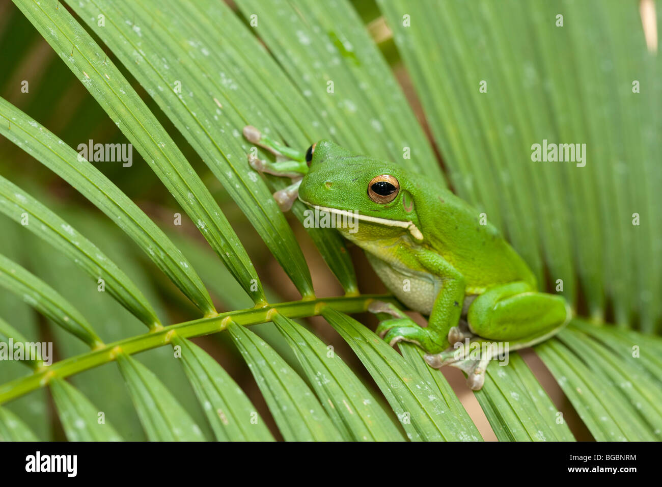 White-lipped Tree Frog, Litoria infrafrenata, Mission Beach, Queensland ...