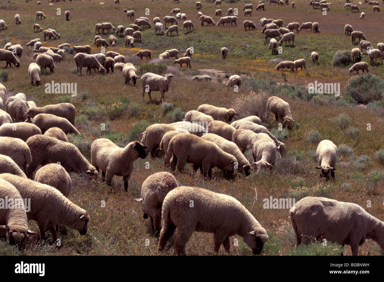 Pasture for grazing hi-res stock photography and images - Alamy