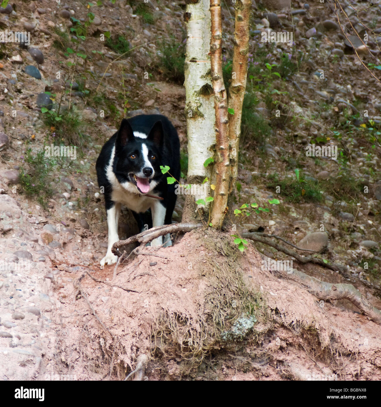A black and white sheepdog hiding behind a tree Stock Photo - Alamy