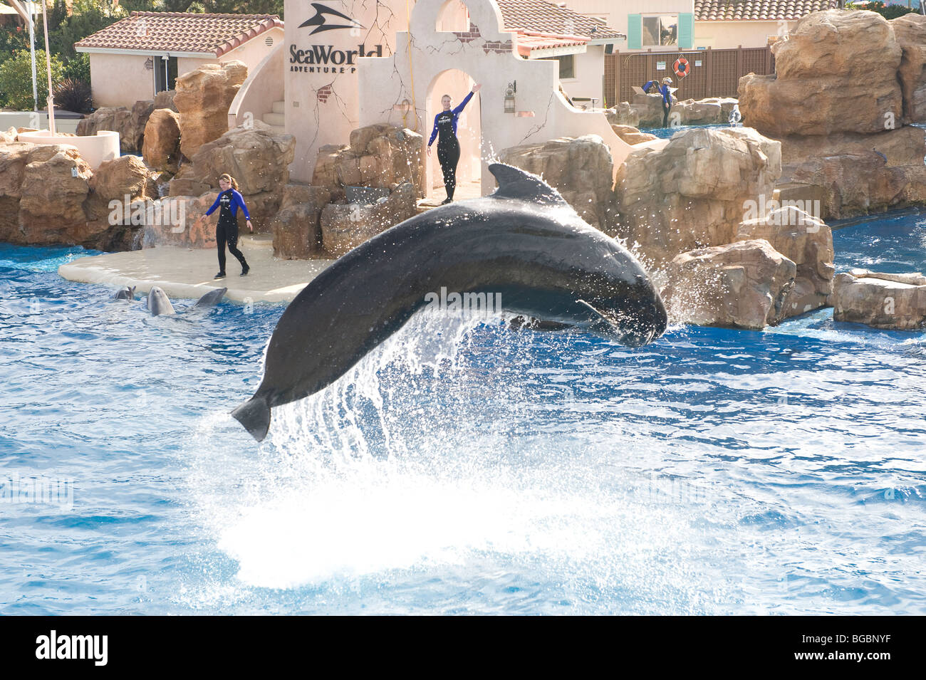 Killer whales performing tricks at marine theme parks Stock Photo - Alamy