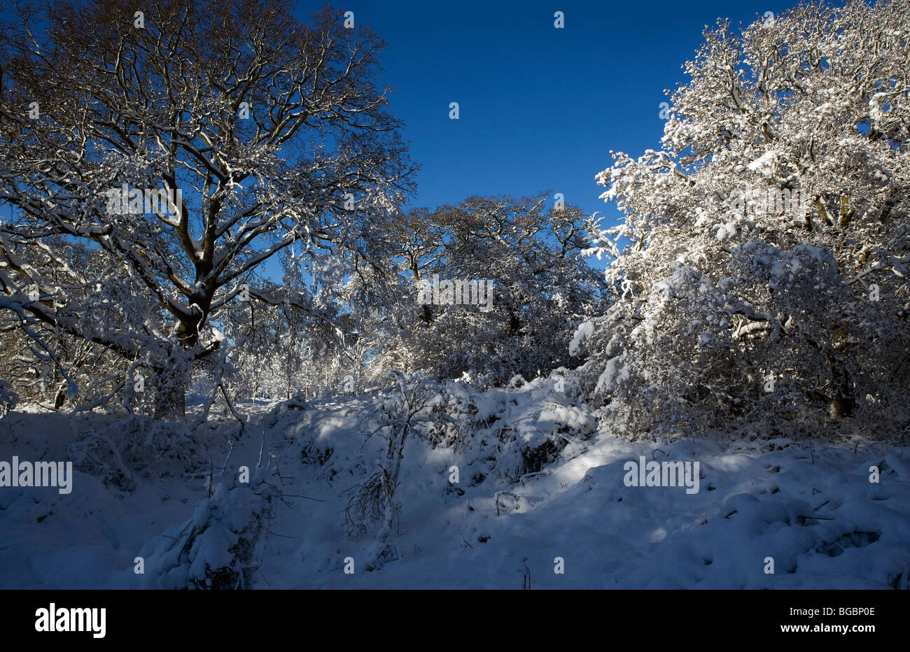 Beautiful winter snow scene Stock Photo - Alamy