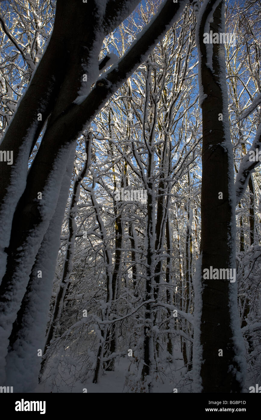 Beech trees in winter Stock Photo - Alamy