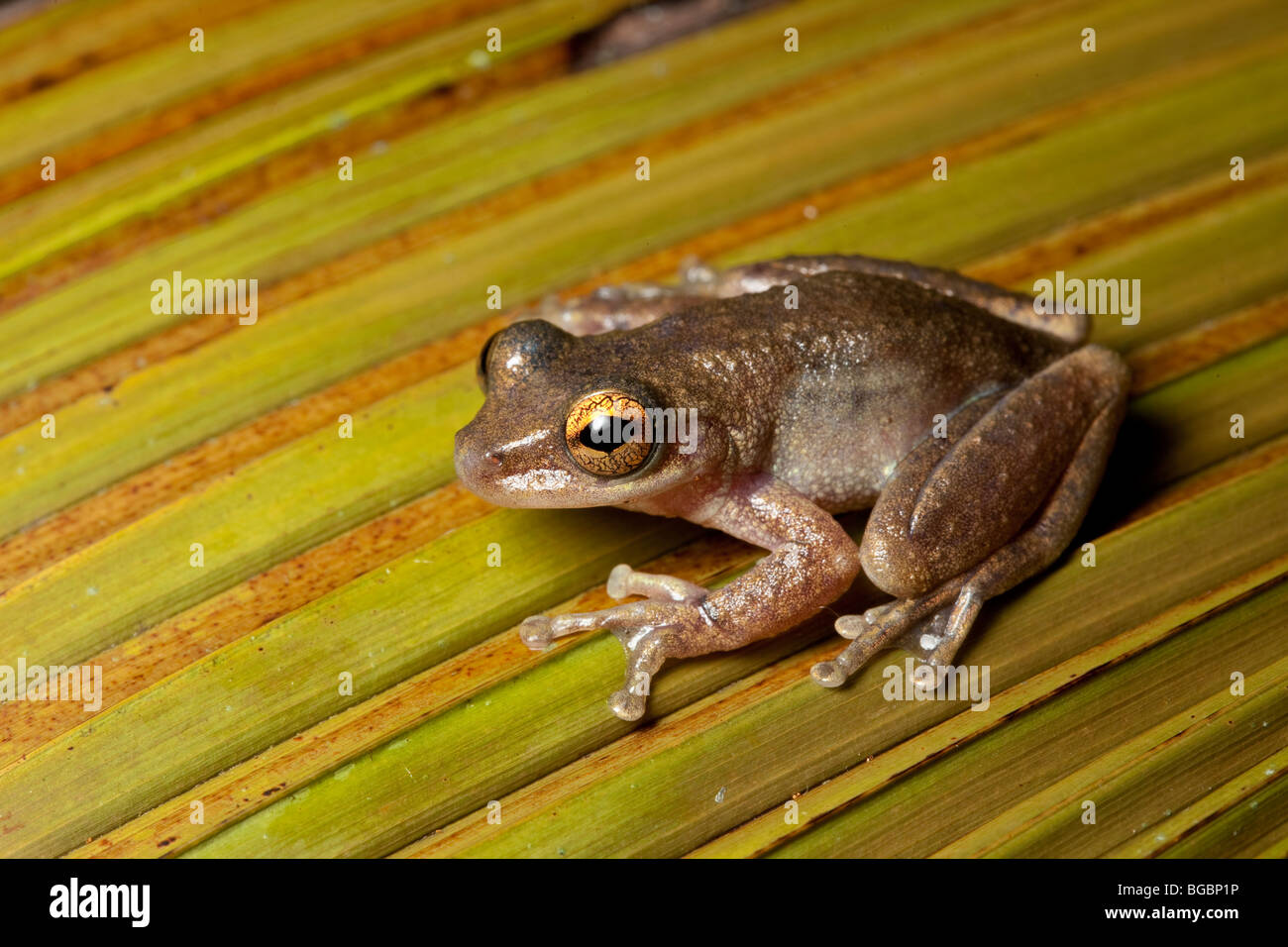 Common mist frog hi-res stock photography and images - Alamy