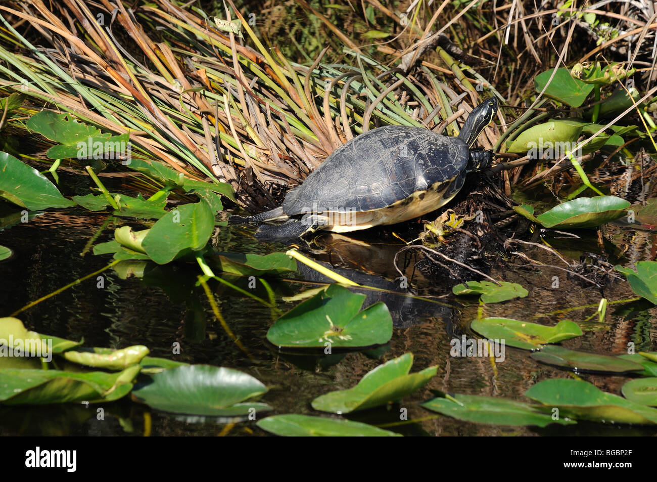 Turtle taking sunbath everglades national hi-res stock photography and ...