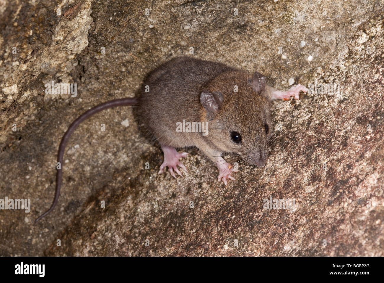 Antechinus, Antechinus species, Josephine Falls, Queensland, Australia ...